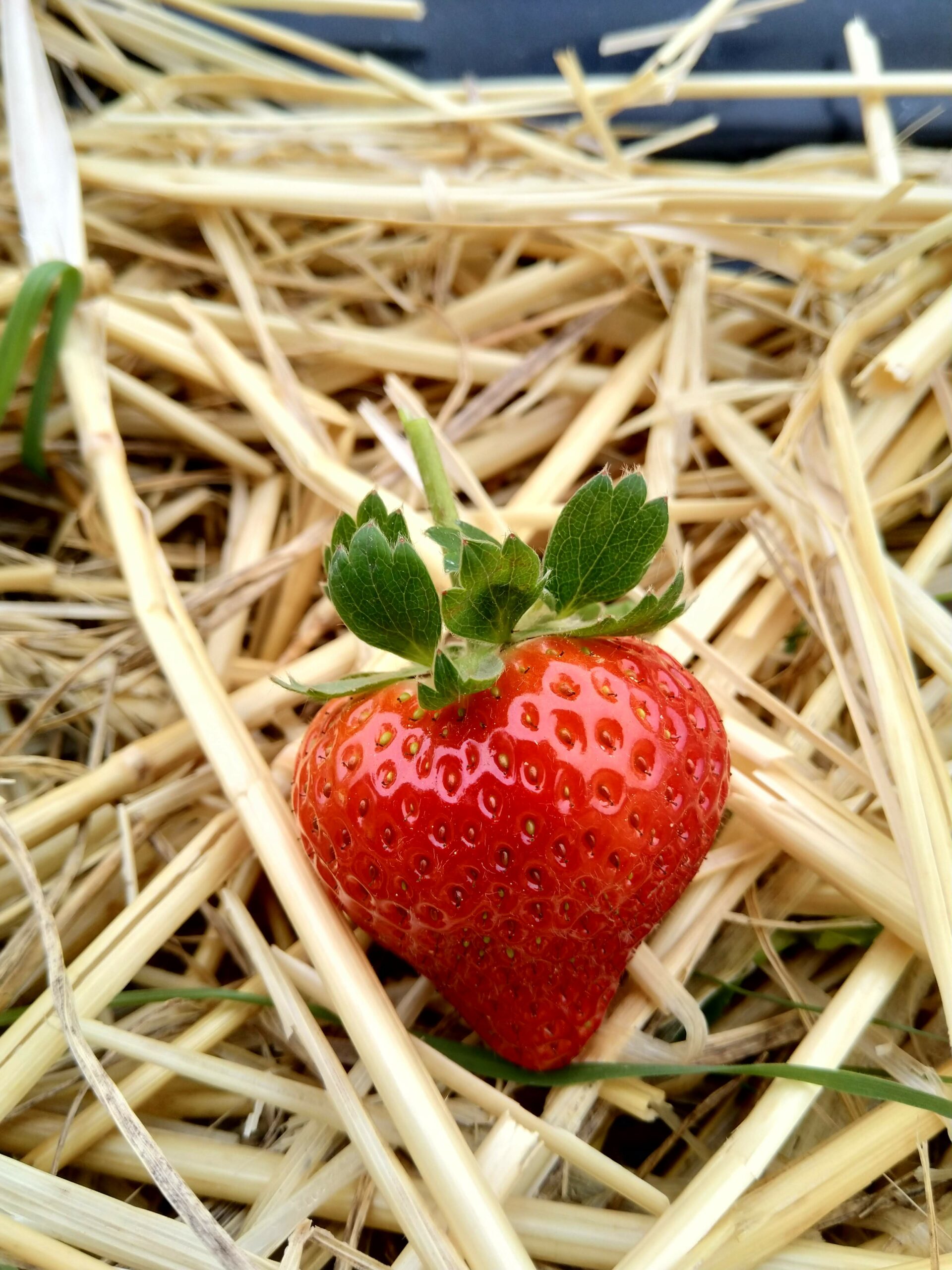 La saison 2025 se termine le 21 juin - Fraises Hagmeyer